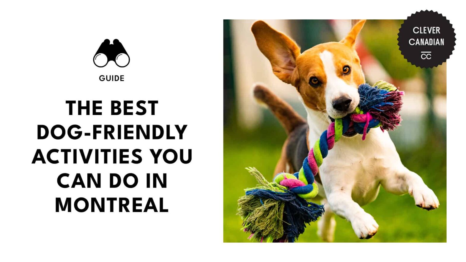 The 10 Top Dog-Friendly Spots for Fun Activities in Montreal [2026 ]