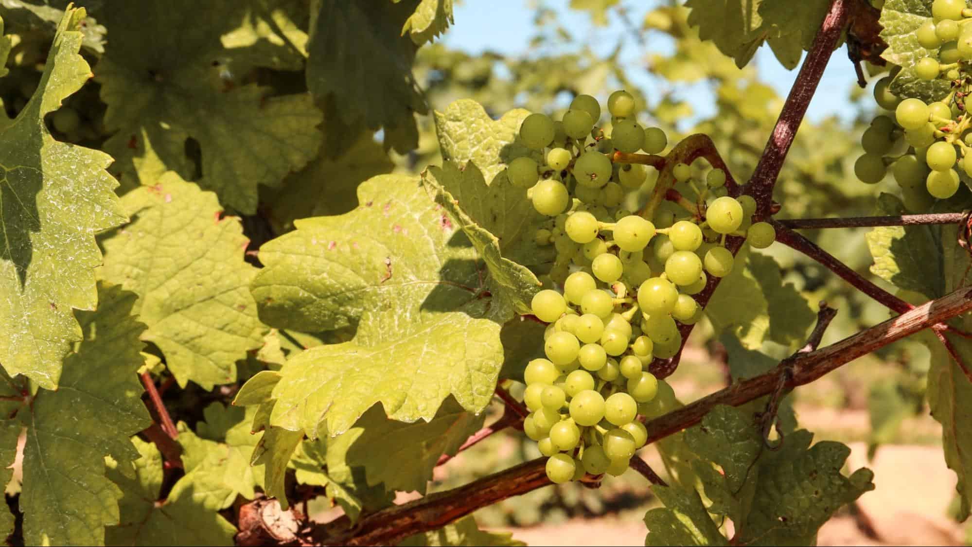 10 of the Best Canadian Wines You Need to Try [2026 ]