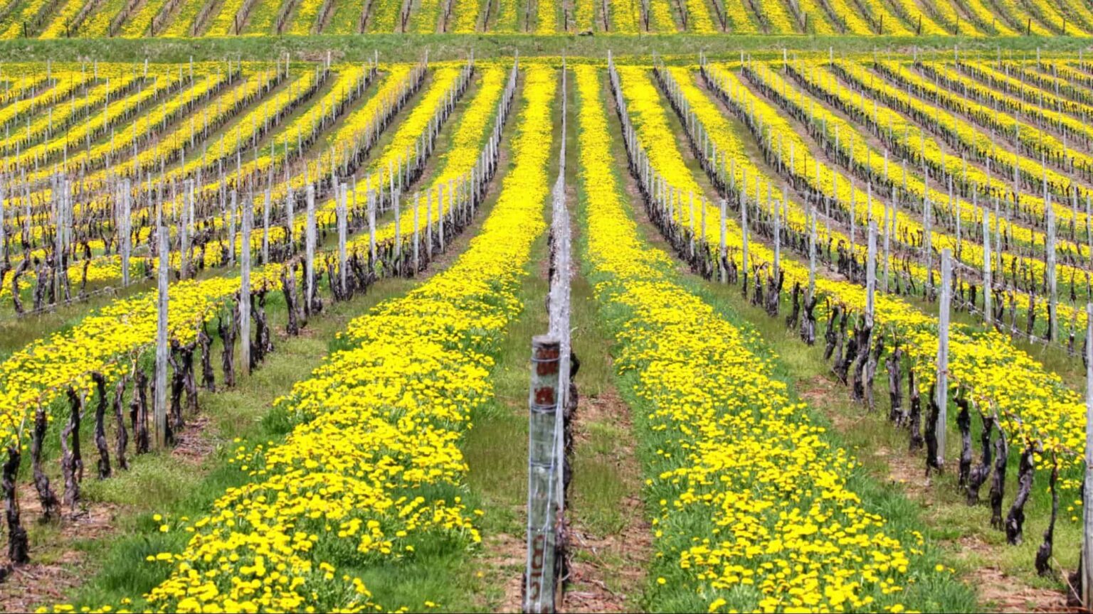 10 of the Best Canadian Wines You Need to Try [2026 ]