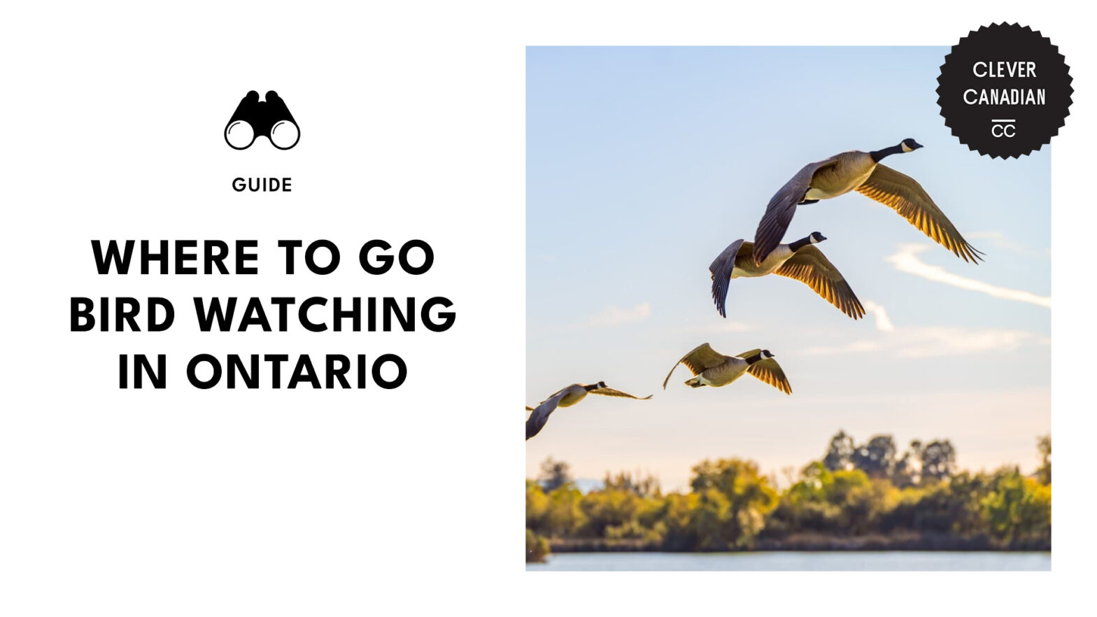 16 Ontario Bird Watching Gems Every Nature Buff Will Love