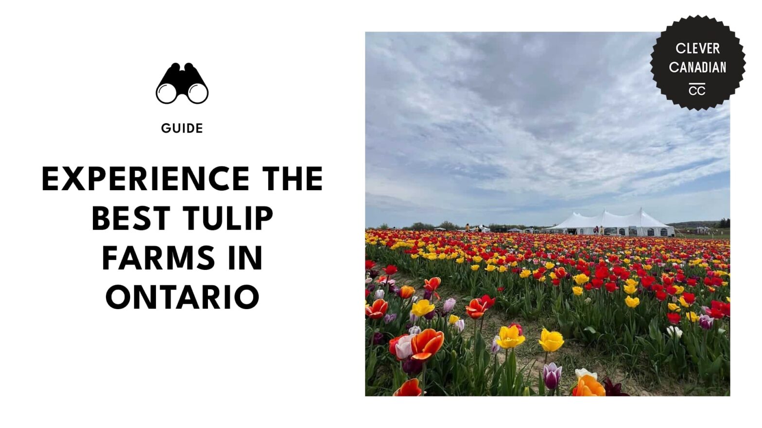 Ontario’s Top 10 Tulip Farms to Visit for Colourful Blooms