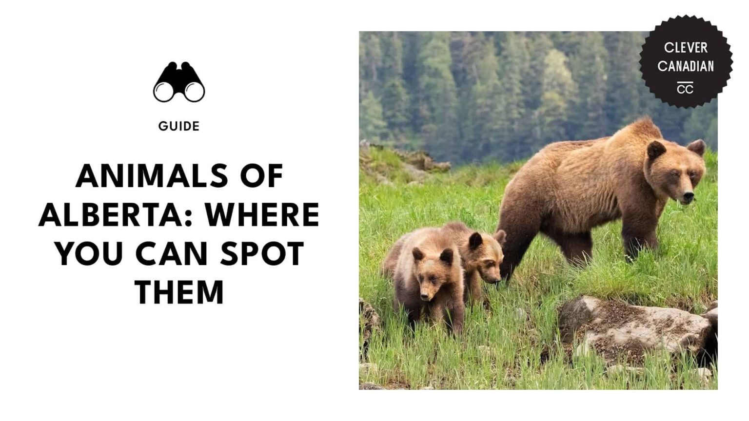 9 Most Majestic Alberta Animals (and Where to Find Them)